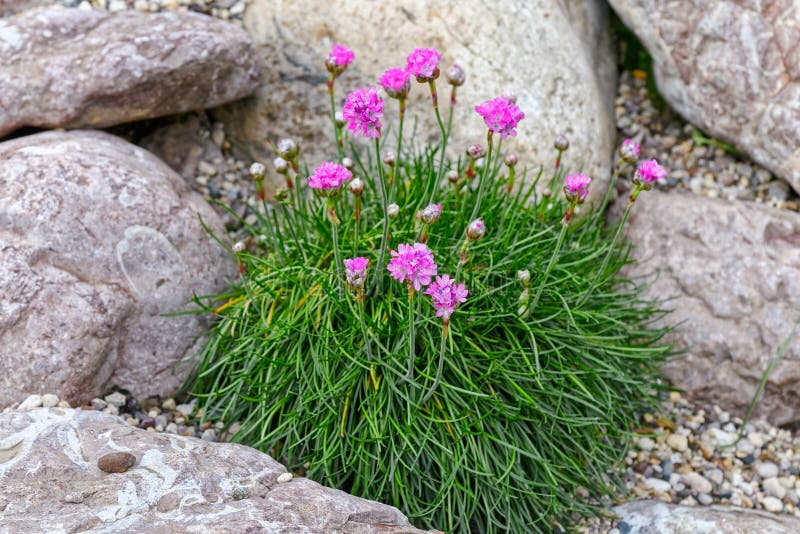 Flores en roca foto de archivo. Imagen de planta, roca - 52068106