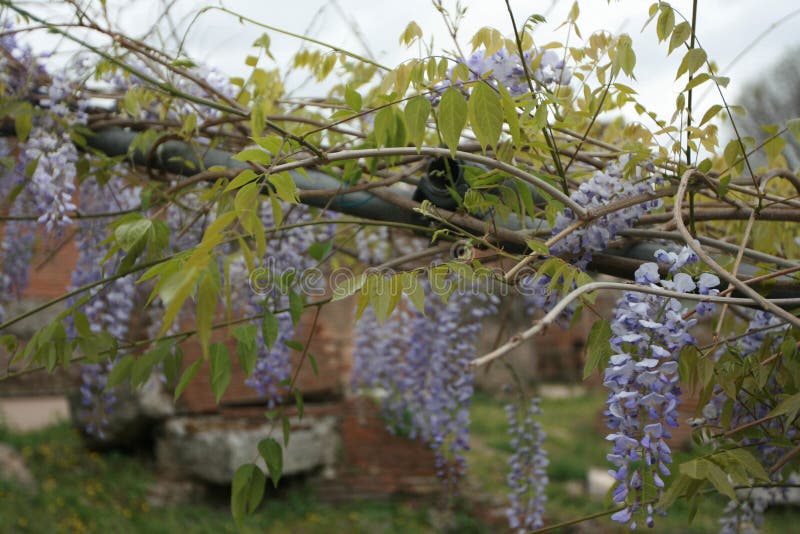 Flores en Roman Forum foto de archivo. Imagen de roma - 85637430