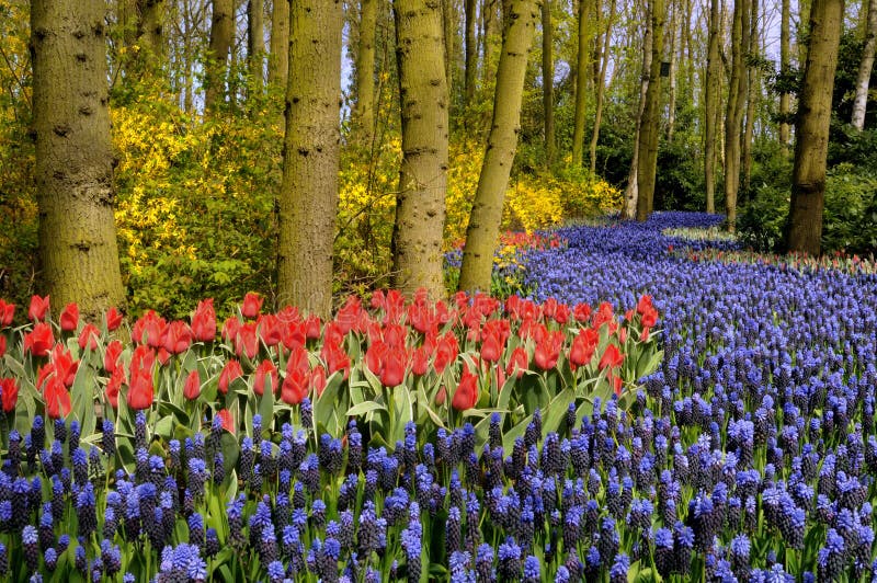 El Bosque De Flores Es Hermoso Imagen de archivo - Imagen de hermoso ...