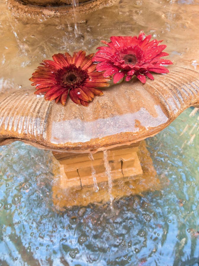 Flores en una fuente imagen de archivo. Imagen de drenaje - 126061193
