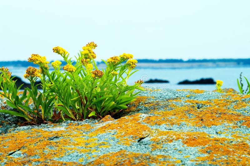 Flores en roca foto de archivo. Imagen de hierba, roca - 52068106