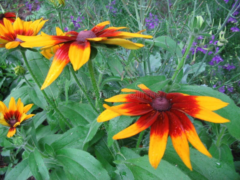 Flores fechadas. imagem de stock. Imagem de wildflower - 204693665