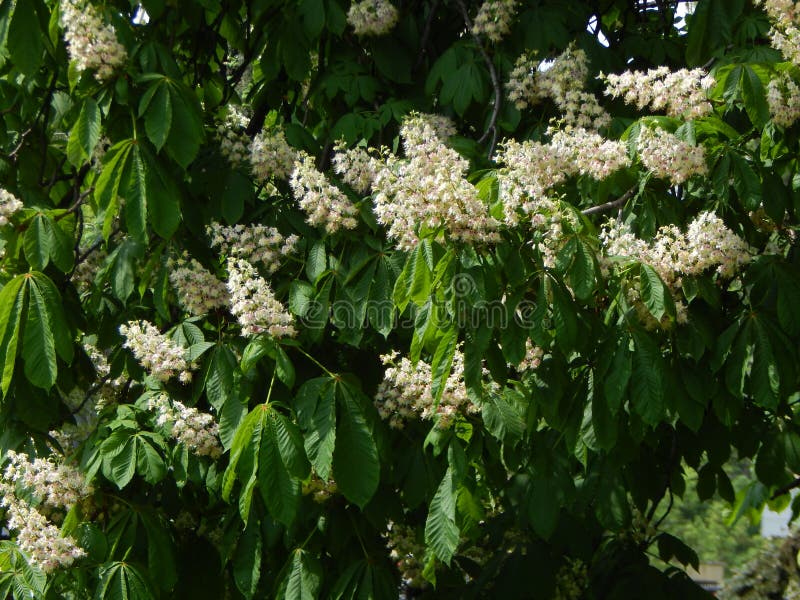 Flores Florescidas Da Castanha Imagem de Stock - Imagem de planta ...