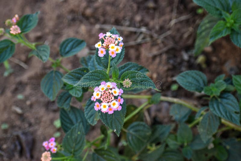 Flores fluviais coloridas foto de stock. Imagem de erva - 253758228