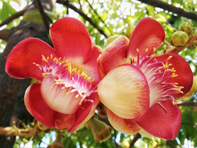 2,028 Flores Gemelas Fotos de stock - Fotos libres de regalías de ...