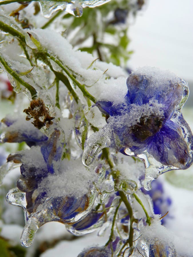Flores Heladas Congeladas Azules Del Delfinio Imagen de archivo ...