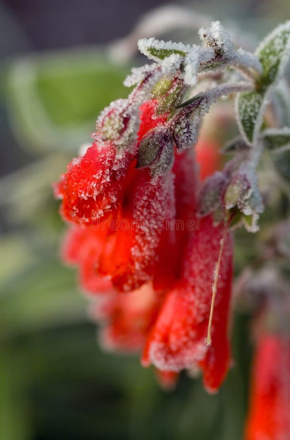 Flores Heladas Del Penstemon Foto de archivo - Imagen de invierno ...