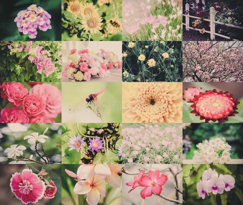 Collage De Diversas Flores Hermosas Imagen de archivo - Imagen de ...