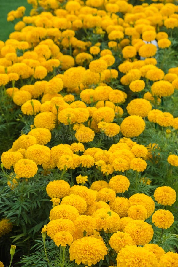 Flores Hermosas De La Maravilla Foto de archivo - Imagen de americano ...