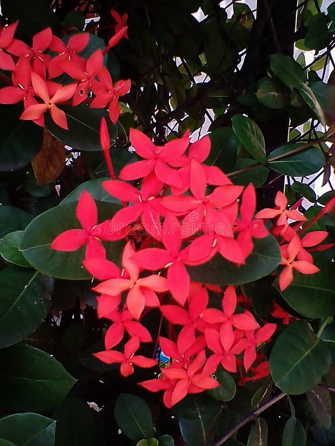 Flores hermosas stock image. Image of miel, flores, rojizas - 126284749