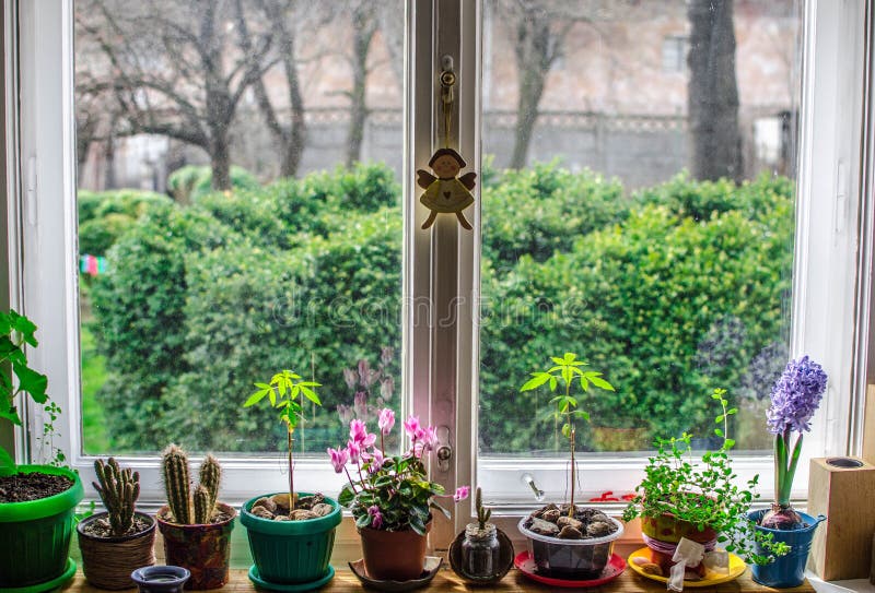 Ventana Enmarcada Por Flores Foto de archivo - Imagen de recurso ...