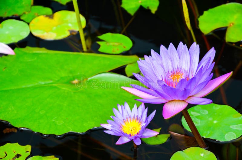 Flores, Java, Indonesia foto de archivo. Imagen de agua - 75169700