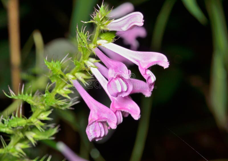Flor (labiada) imagen de archivo. Imagen de labiada, flor - 11521423