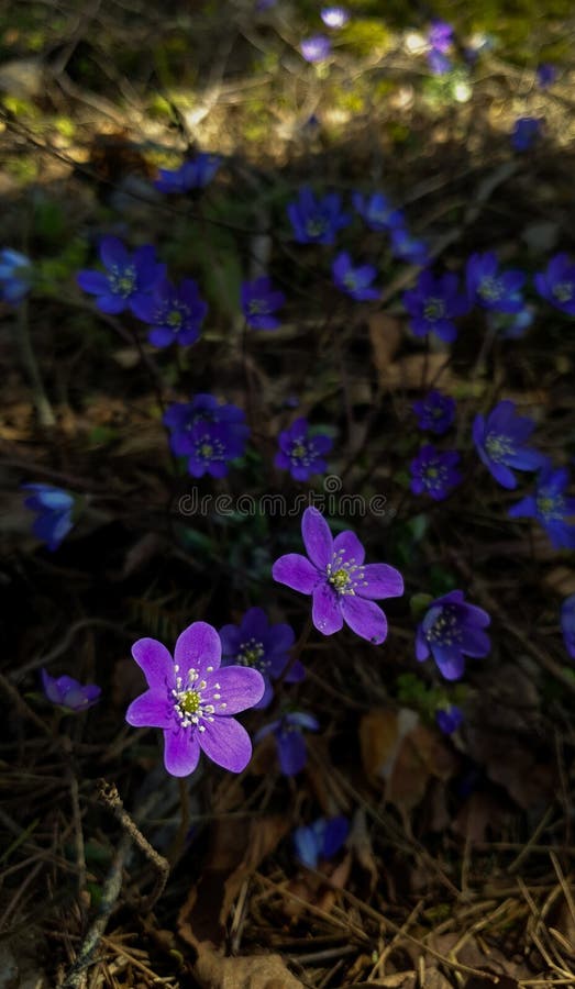 Flores Moradas En El Bosque Imagen de archivo - Imagen de bosque ...