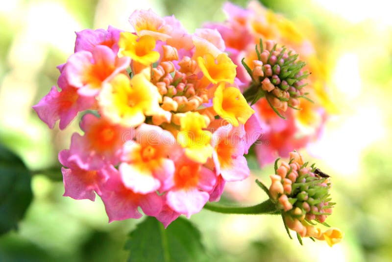 Flores naturales hermosas foto de archivo. Imagen de inflorescencia ...