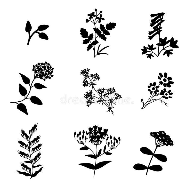 Flores negras ilustración del vector. Ilustración de cubo - 305664201