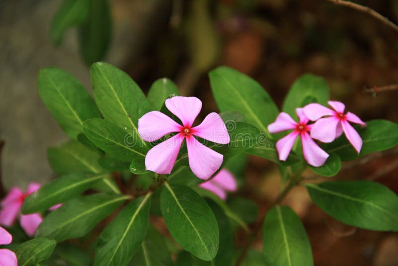 Flores pequenas imagem de stock. Imagem de folhas, verde - 13517963