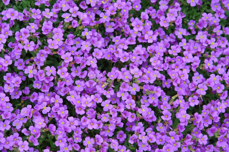 Flores pequenas imagem de stock. Imagem de mola, planta - 4917535