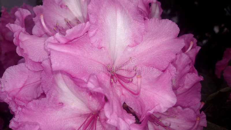 Flores stock image. Image of flores, flor, racimo, plants - 93001359