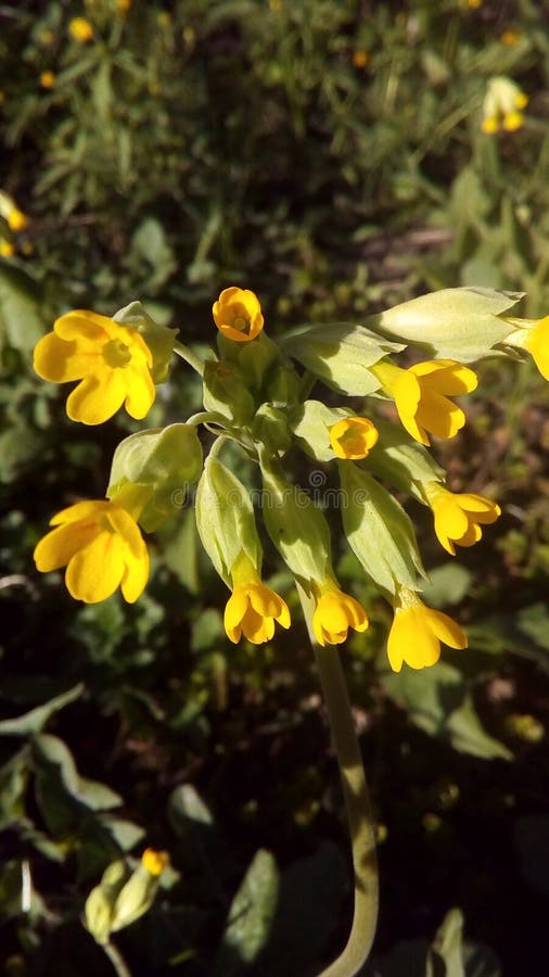 Flores Reais Do Fundo Ou Da Textura Do Gerânio Foto de Stock - Imagem ...