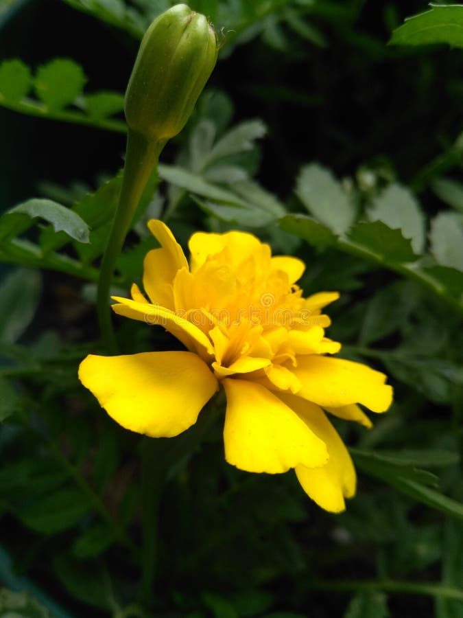 Flores reales 3 imagen de archivo. Imagen de flores - 120988681