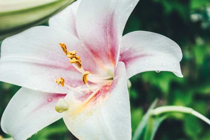 Flores reales brillantes foto de archivo. Imagen de hoja - 126088038