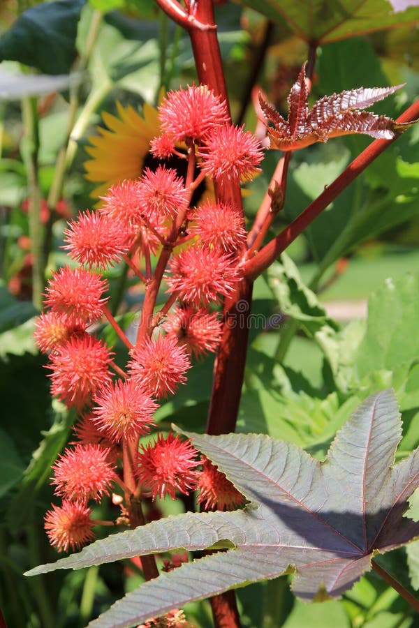 Flores rojas foto de archivo. Imagen de rojo, flora - 123085946