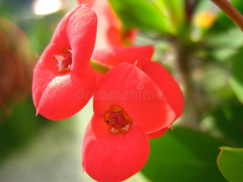 Flores rojas imagen de archivo. Imagen de campo, color - 4808183