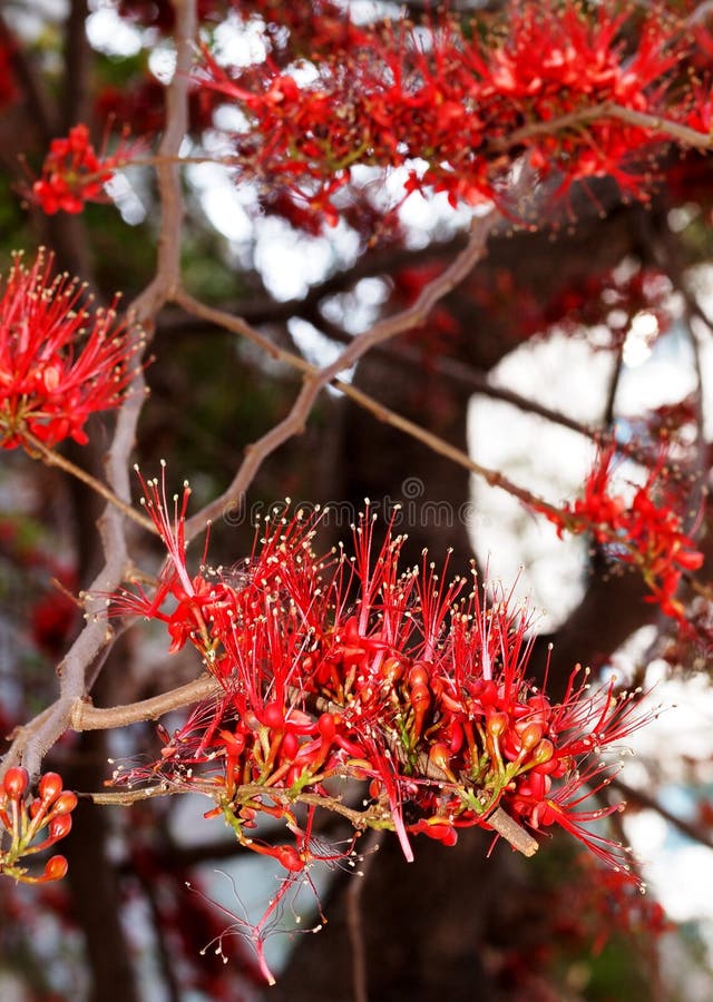 325 Flores Rojas Exóticas Fotos de stock - Fotos libres de regalías de ...