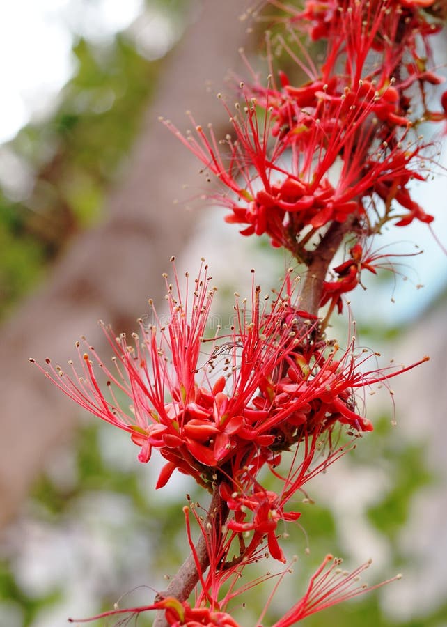 325 Flores Rojas Exóticas Fotos de stock - Fotos libres de regalías de ...