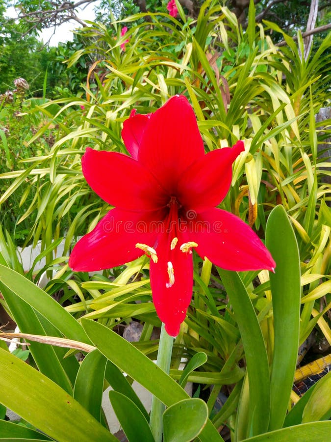 Flores Rojas De Amaryllis Ornamentales Foto de archivo - Imagen de ...