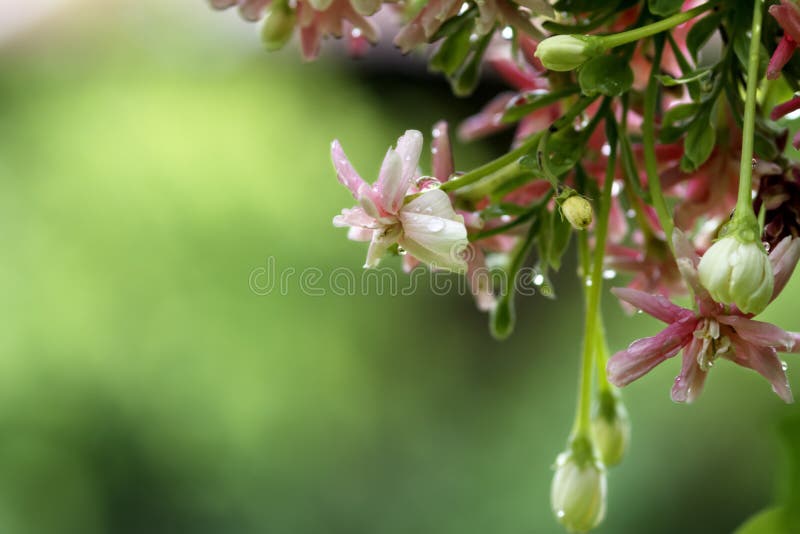 Flores Rojas De La Enredadera De Rangoon Foto de archivo - Imagen de ...