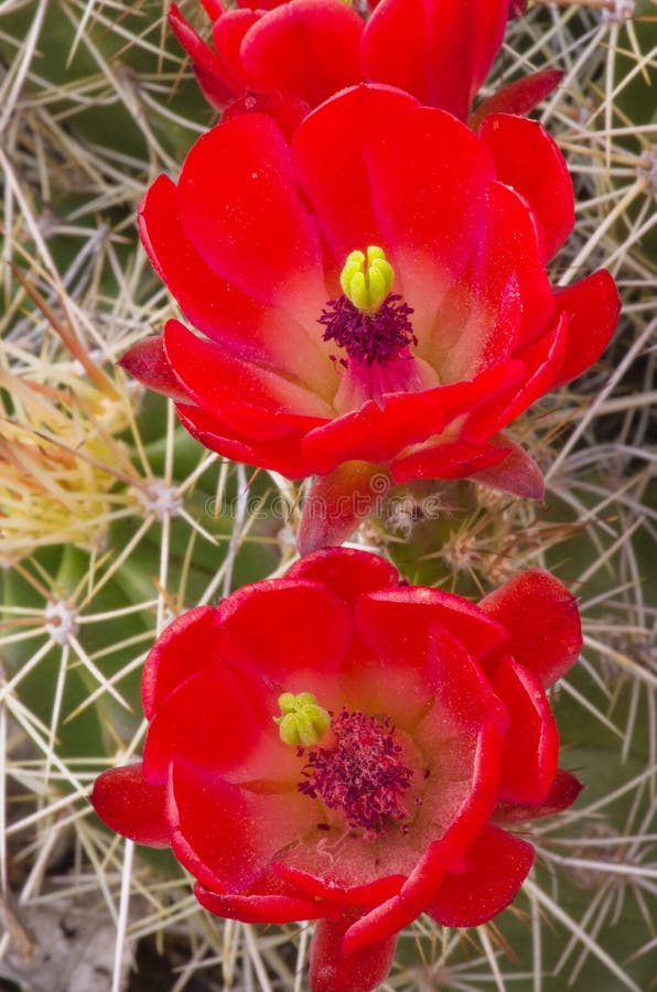 Flores rojas del cactus foto de archivo. Imagen de pétalo - 33776658