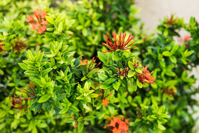 Flores rojas en el arbusto imagen de archivo. Imagen de color - 72355157