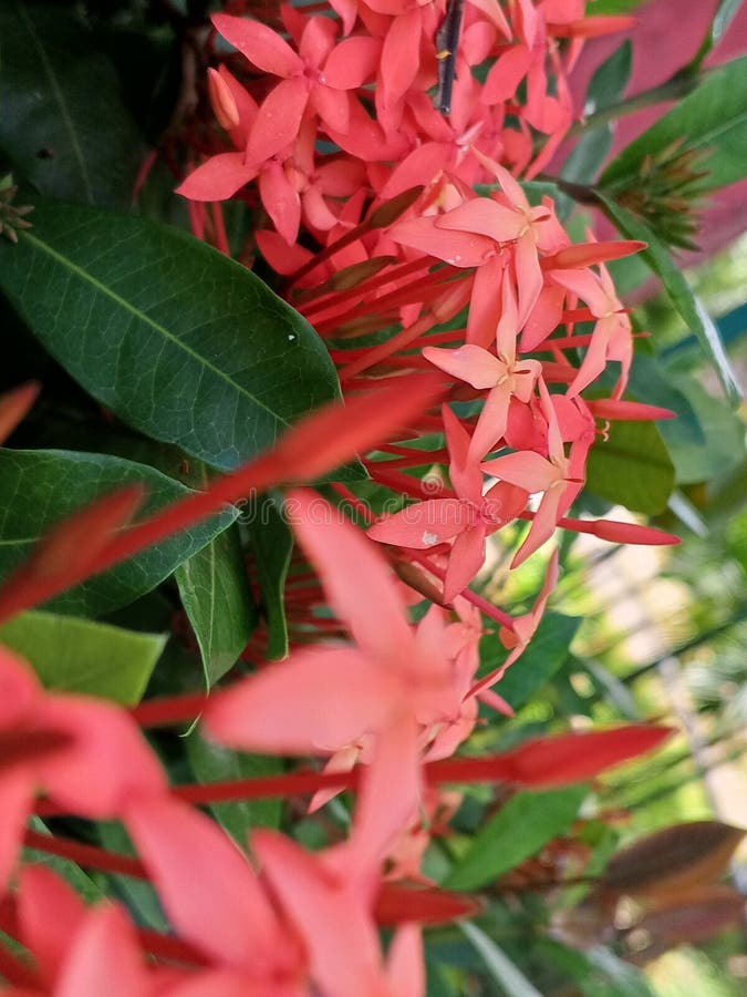 Flores Rojas Grupo De Flores Rojas Tallos Y Flores Rojas Stock Image ...