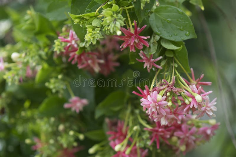 Flores Rojas Hermosas De La Enredadera De Rangoon Foto de archivo ...