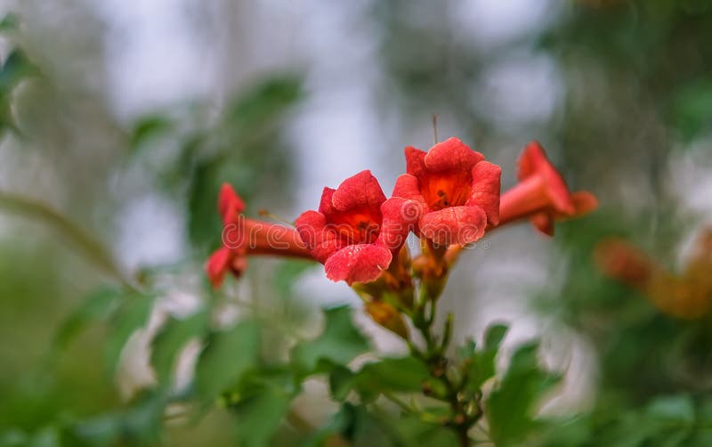 Flores Rojas Hermosas De La Enredadera De Trompeta Imagen de archivo ...