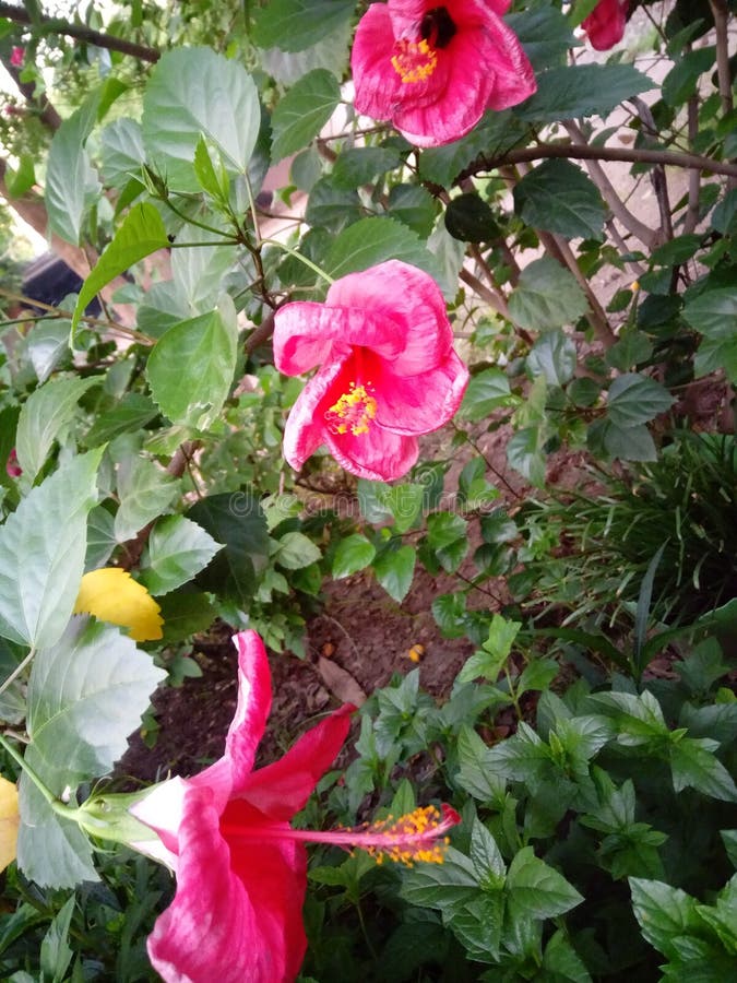 Flores stock photo. Image of mexico, flor, flores, rosa - 98398138