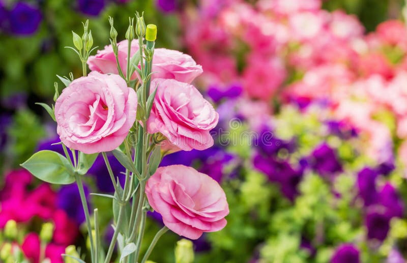 Flores Rosadas Del Lisianthus Imagen de archivo - Imagen de resorte ...