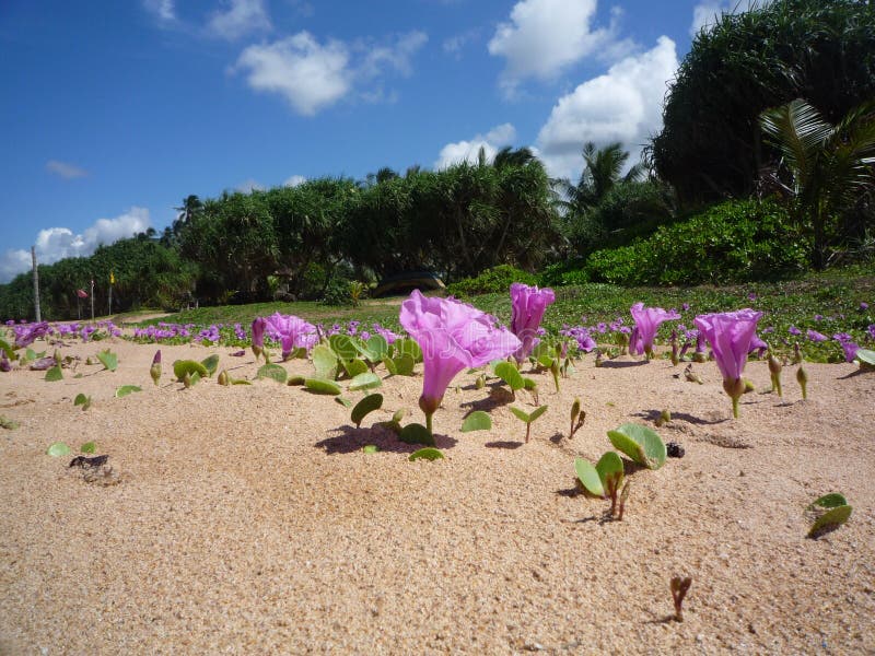 Flores rosadas en la playa foto de archivo. Imagen de tropical - 133708260