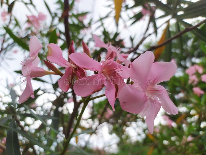 Flores Rosas De Cerezo De Java Imagen de archivo - Imagen de java, flor ...