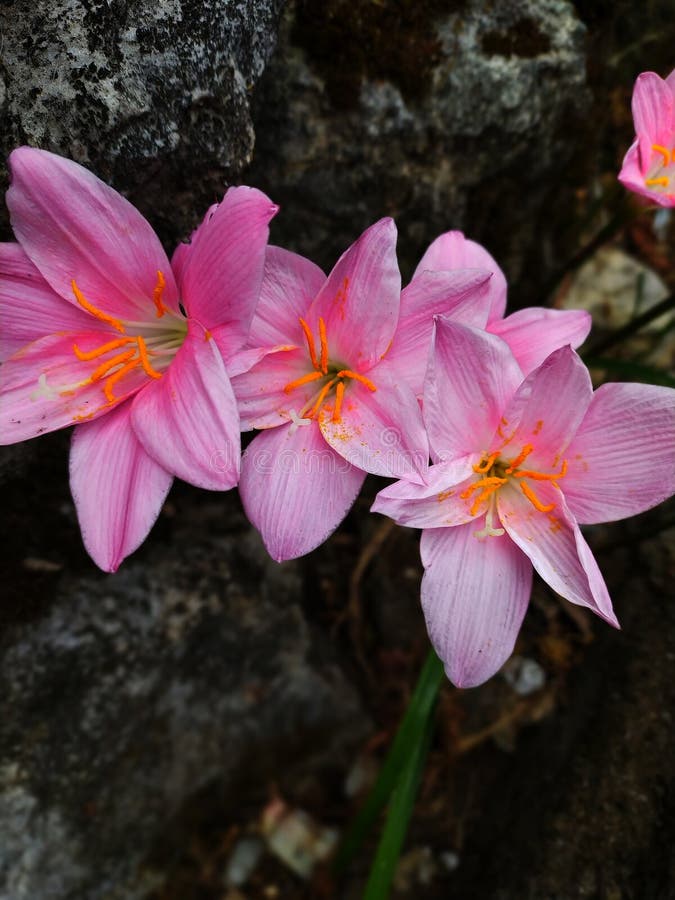 Flores rosas en la roca foto de archivo. Imagen de wildflower - 222155178