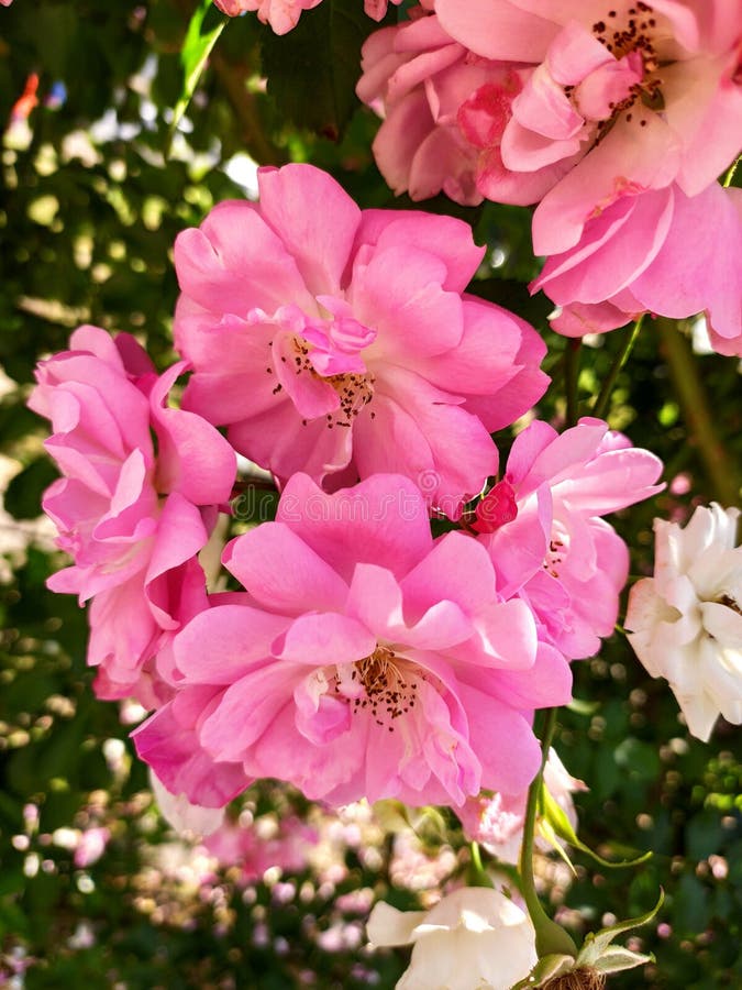 Flores Rosas Plantas Naturales Hermosas Imagen de archivo - Imagen de ...