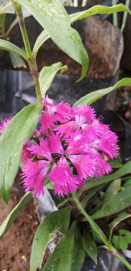 Flores rosas raras en java imagen de archivo. Imagen de planta - 227164423
