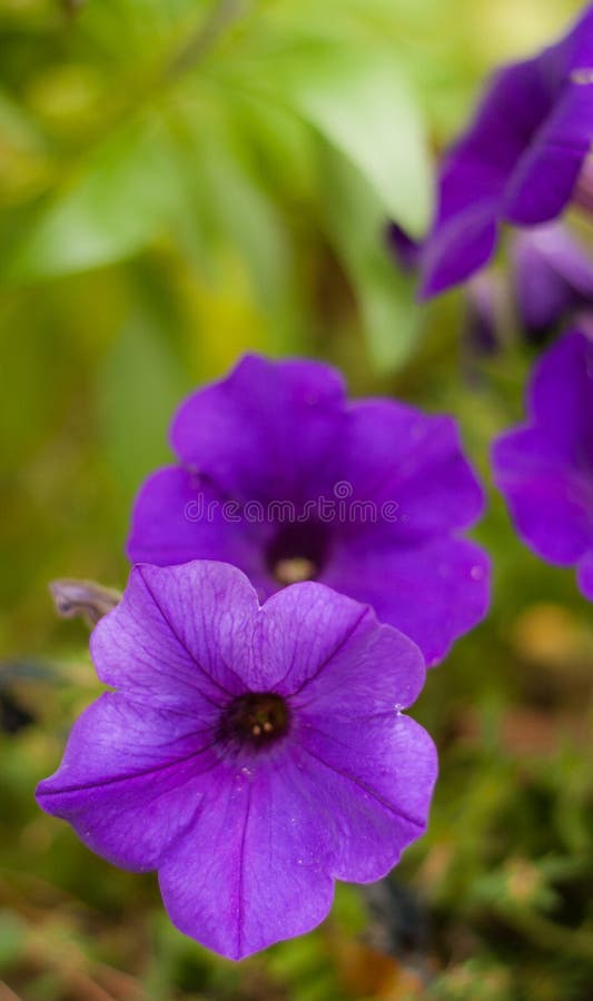 Flores roxas imagem de stock. Imagem de vida, folha, seasonal - 21340369