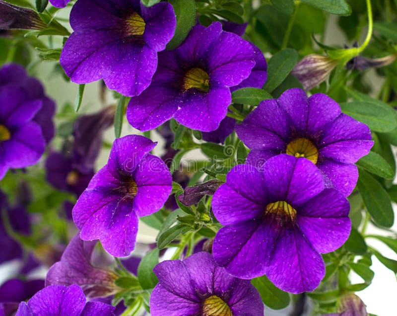 Flores roxas foto de stock. Imagem de florista, cesta - 30975946