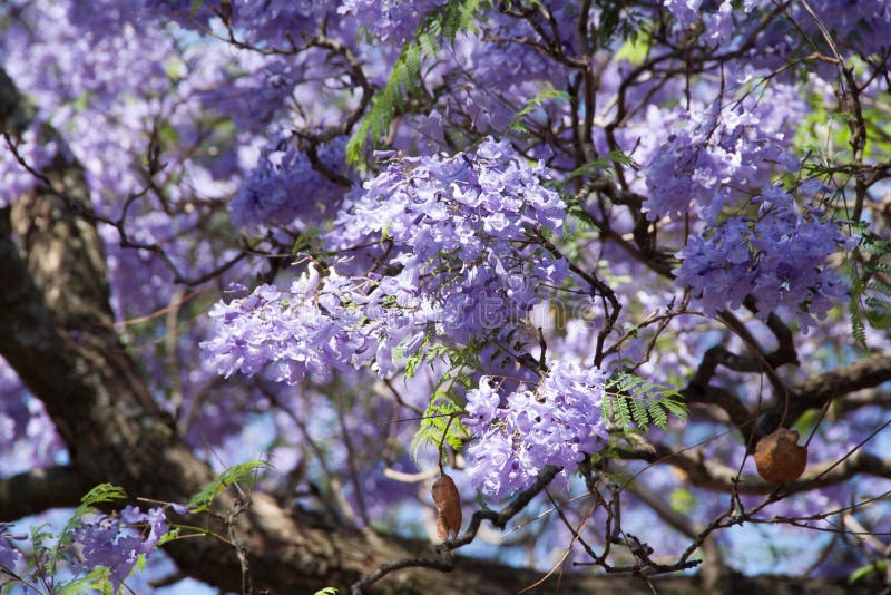 Flores Roxas Da árvore Do Jacaranda Foto de Stock - Imagem de flor ...