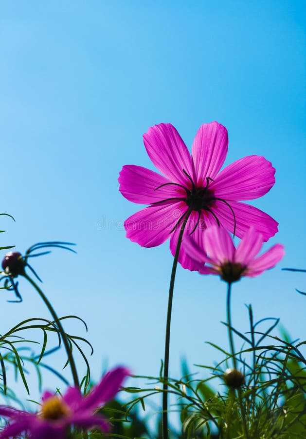 Flores Roxas Da Margarida Com Céu Azul. Foto de Stock - Imagem de campo ...