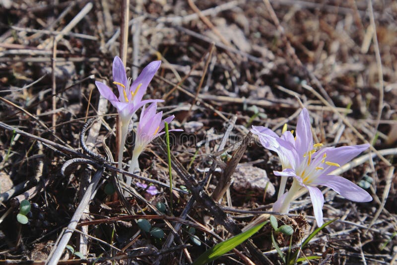 Flores Roxas Do Croco. Colchicum Stevenii Foto de Stock - Imagem de ...