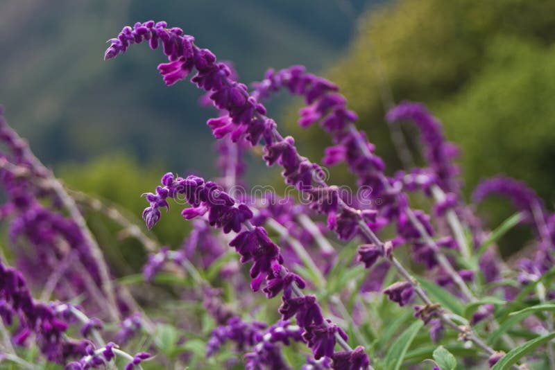 Flores sabias imagen de archivo. Imagen de flor, travieso - 59565351
